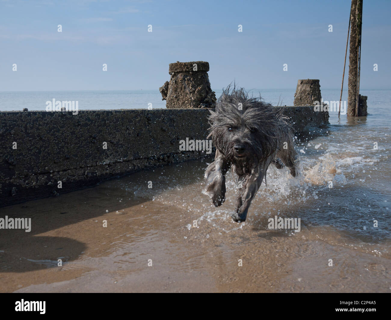 Mad dog hi-res stock photography and images - Alamy