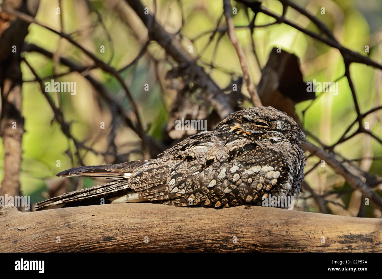 Indian jungle nightjar hi-res stock photography and images - Alamy