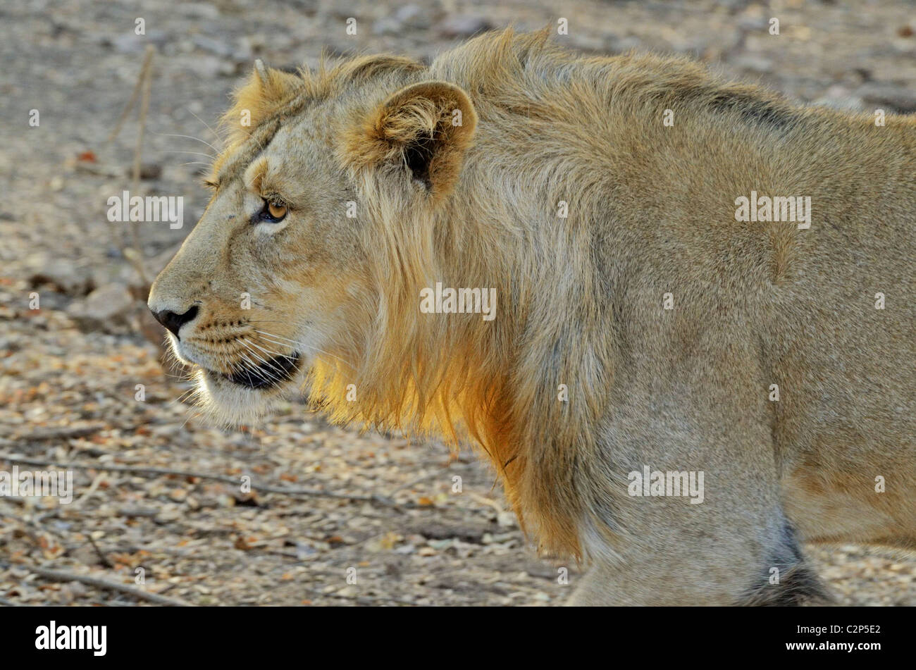 Sub adult lion hi-res stock photography and images - Alamy