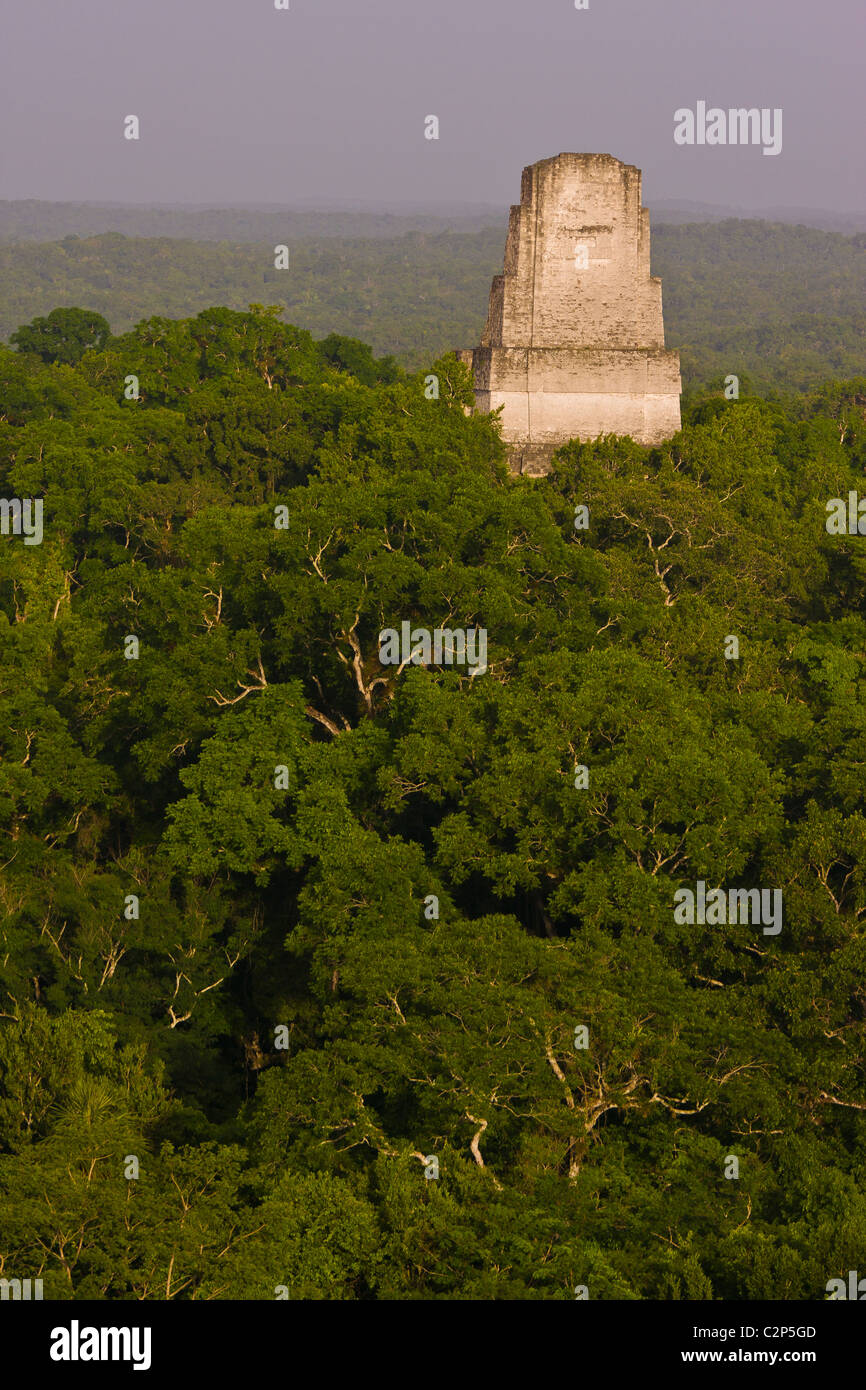 Tikal tree canopy hi-res stock photography and images - Alamy