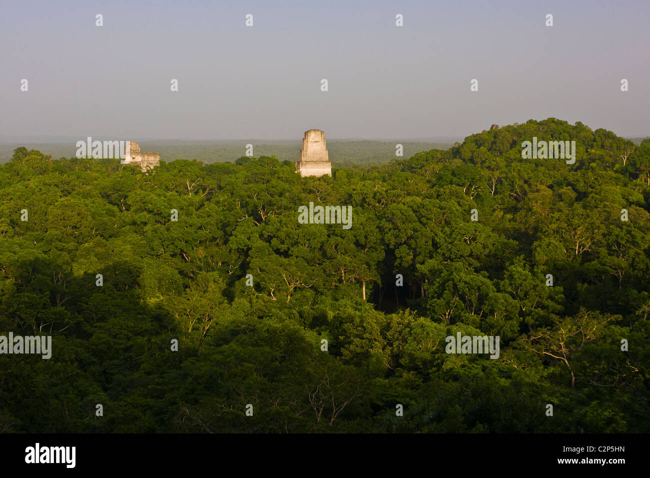 Tikal tree canopy hi-res stock photography and images - Alamy
