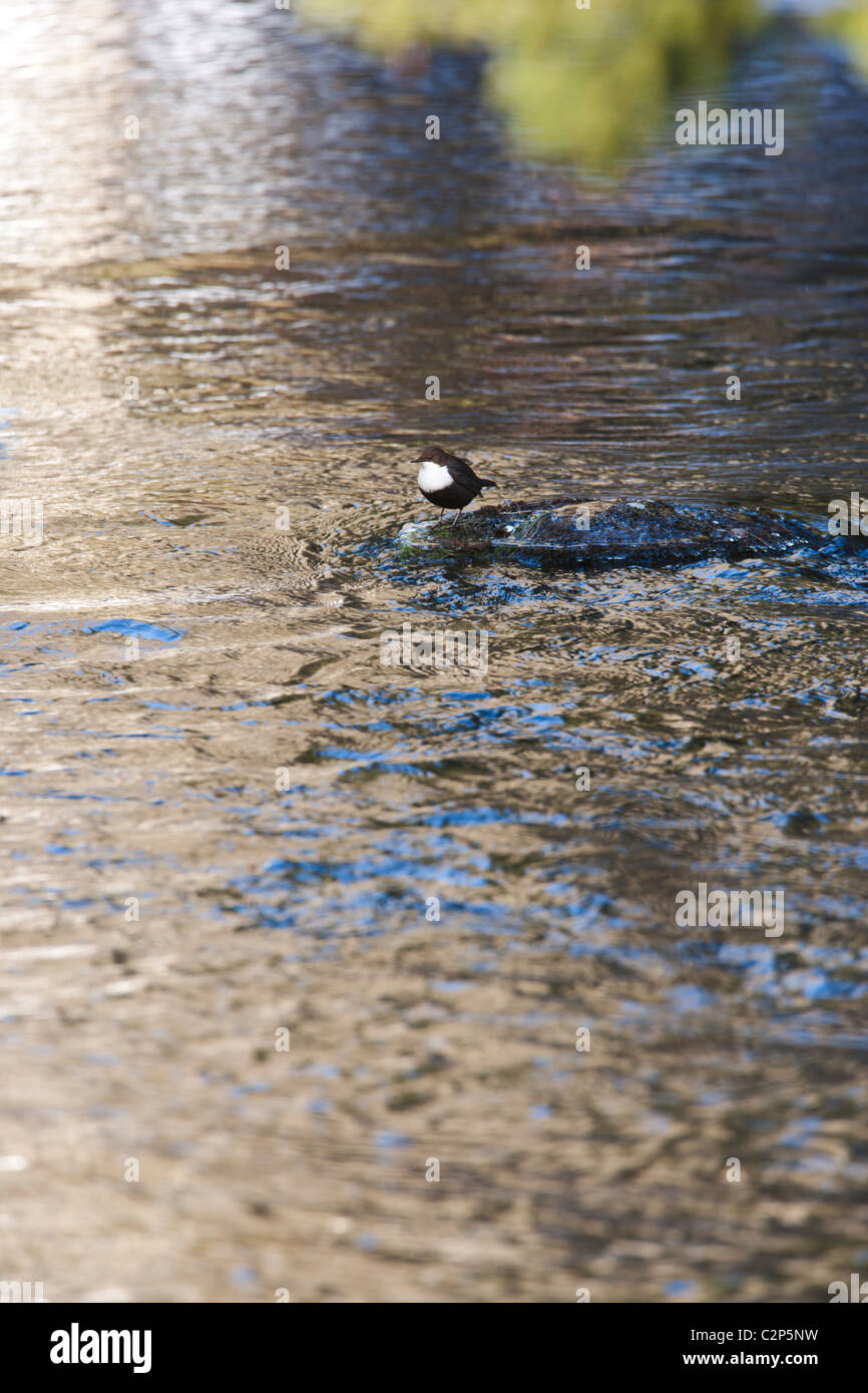 Dipper on a rock Stock Photo - Alamy