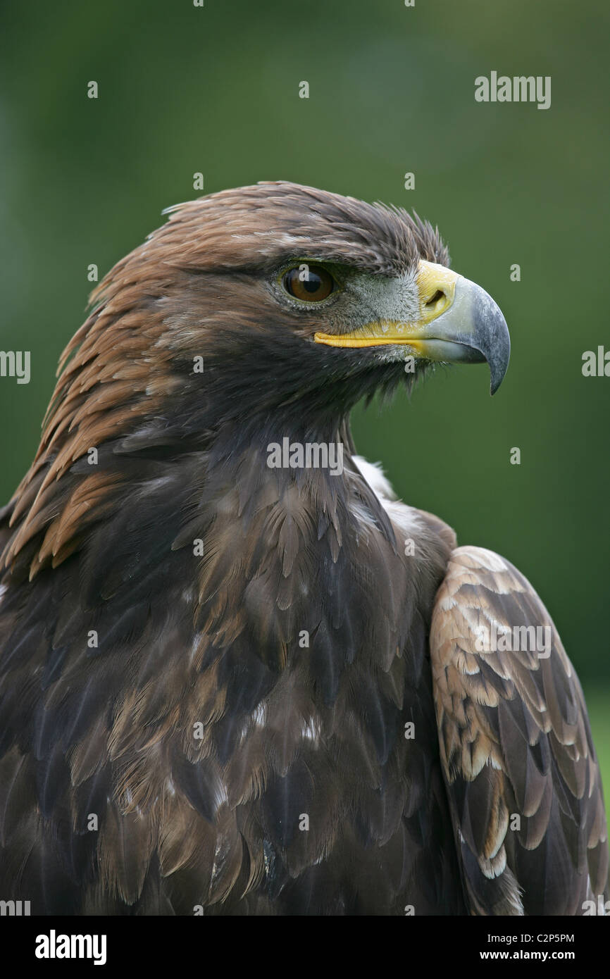 Golden Eagle Face