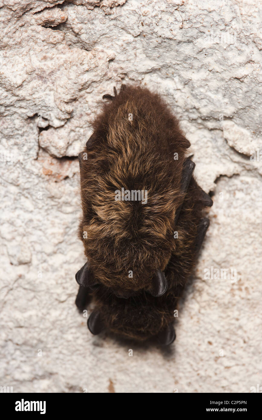 Hibernating Pond bats Stock Photo - Alamy