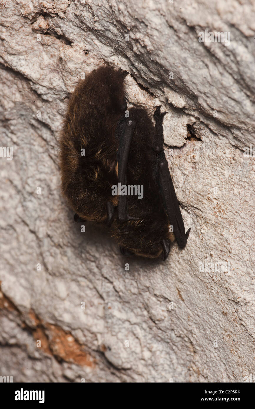 Hibernating Pond bats Stock Photo - Alamy