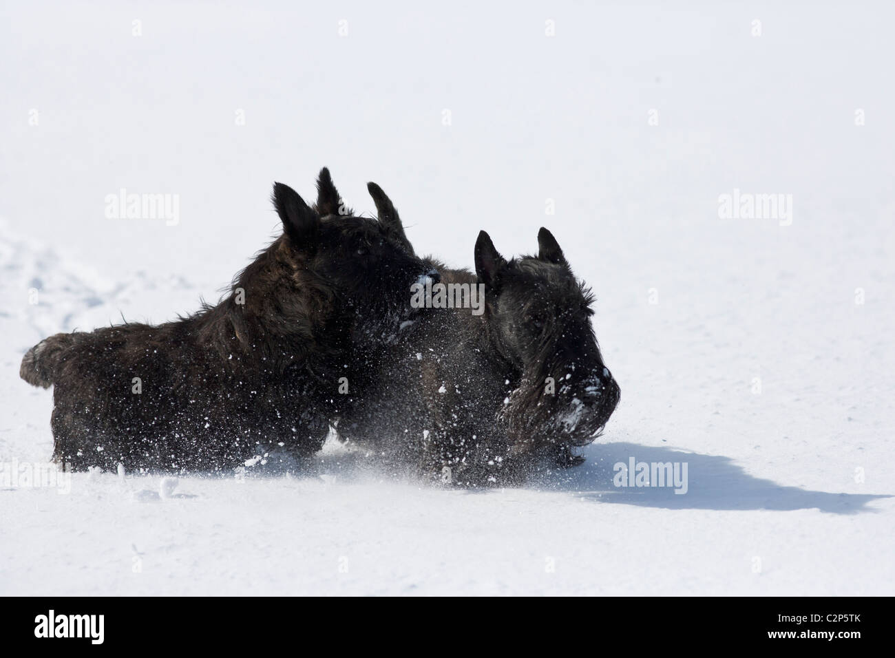 Scottish terriers hi-res stock photography and images - Alamy