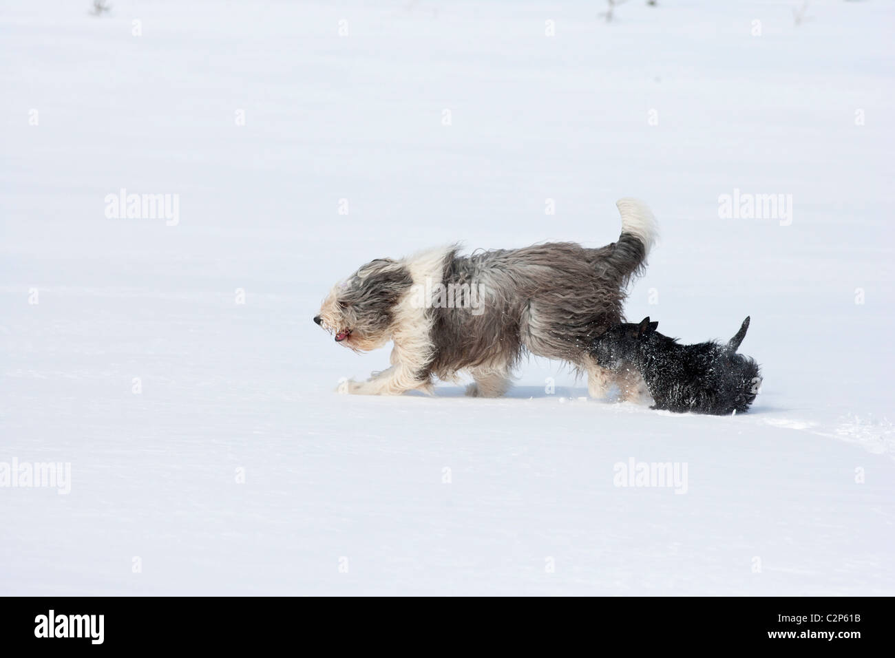 Dogs playing in the snow Stock Photo - Alamy