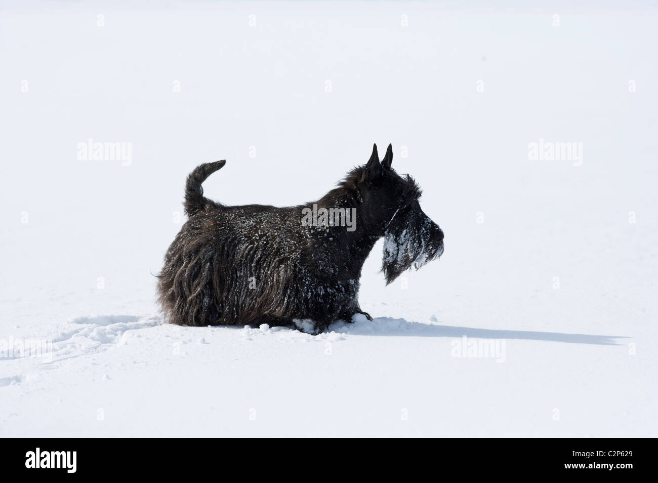 Scottish terrier running in snow hi-res stock photography and images ...
