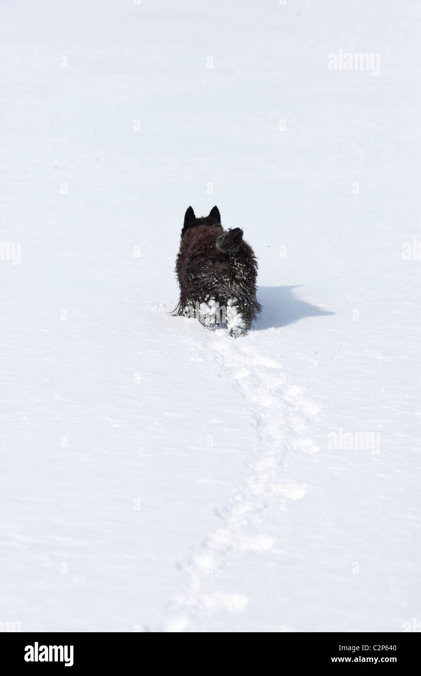 Scottish terrier running in the snow Stock Photo - Alamy