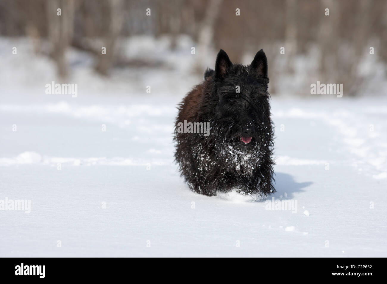 Scottish terrier running in snow hi-res stock photography and images ...