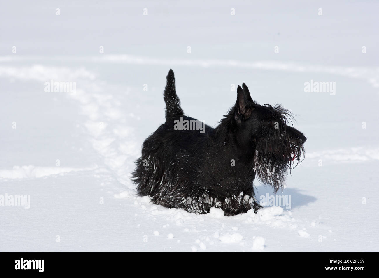 Scottish terrier running in snow hi-res stock photography and images ...