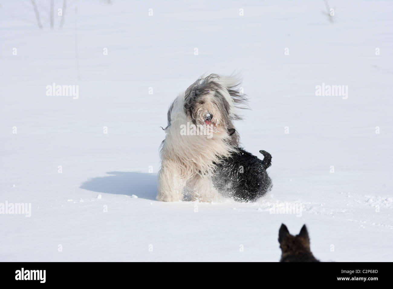 Dogs playing in the snow Stock Photo - Alamy