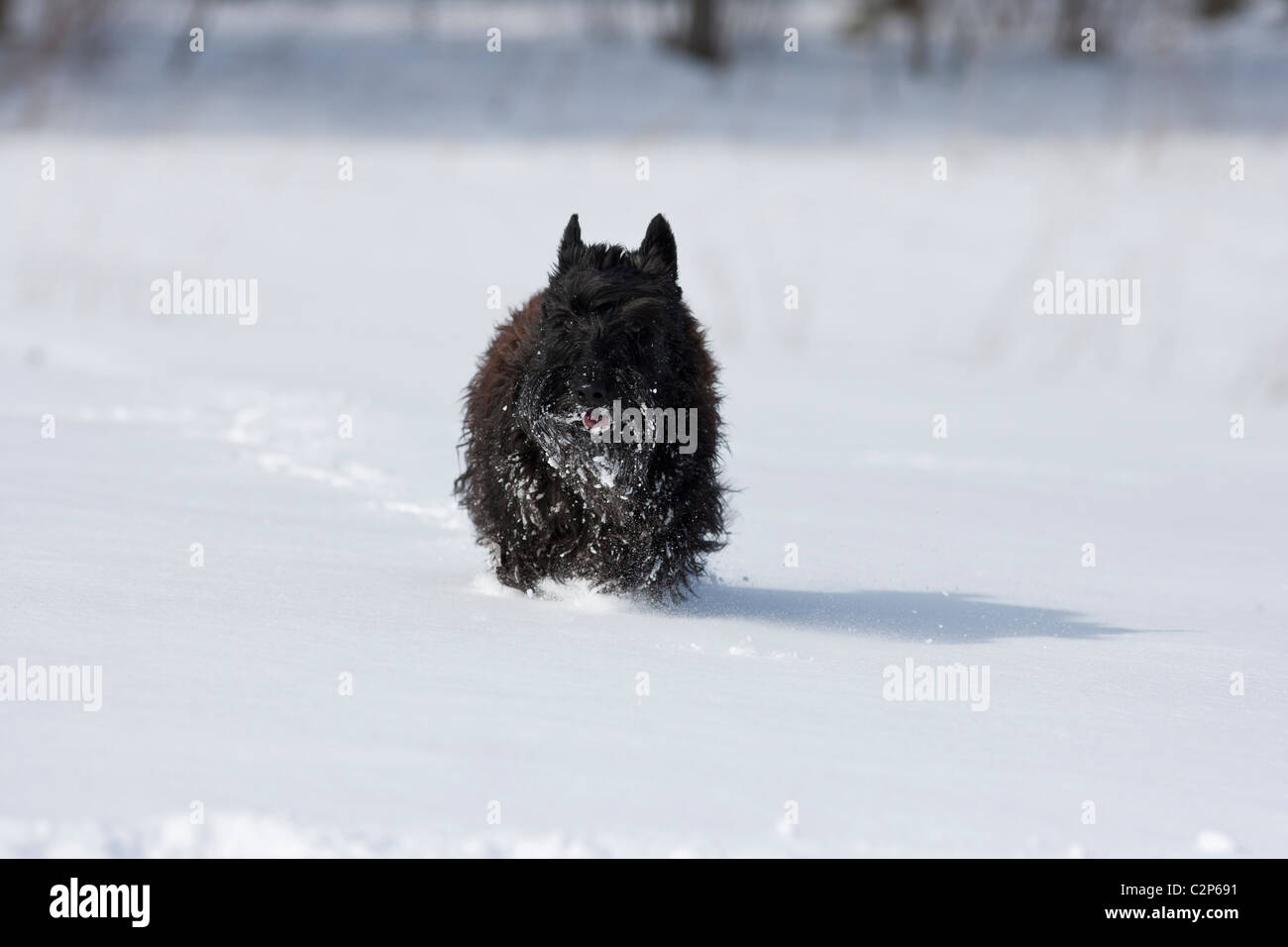 Scottish terrier running in snow hi-res stock photography and images ...
