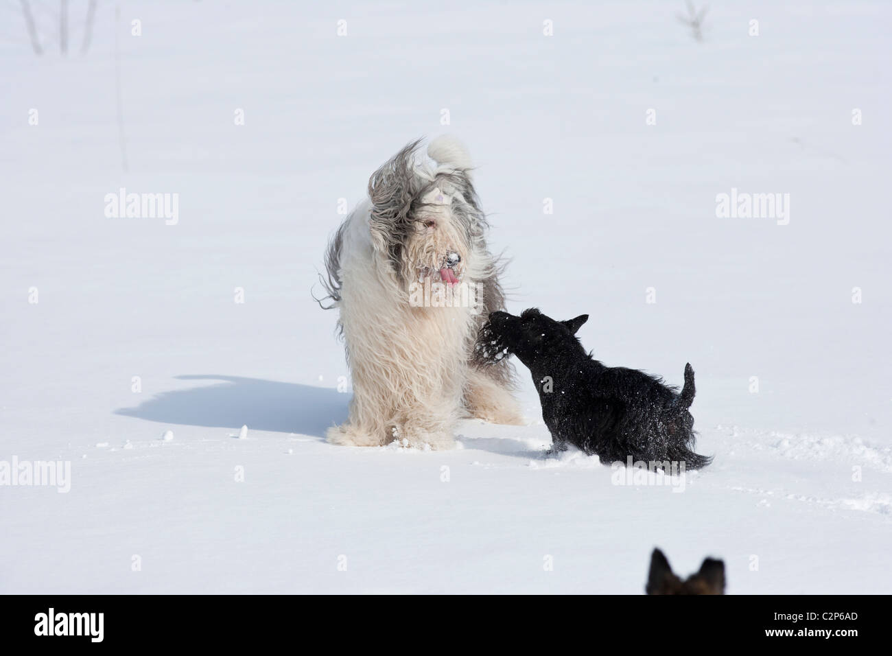 Dogs playing in the snow Stock Photo - Alamy