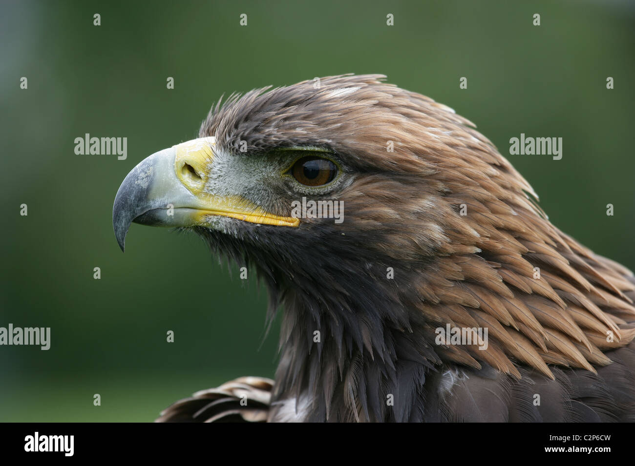 Bird nares hi-res stock photography and images - Alamy