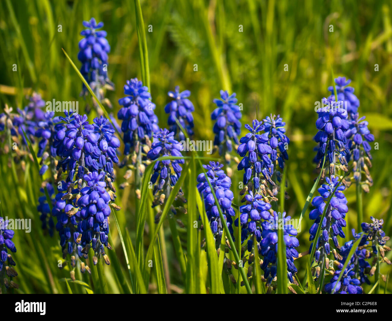 Grape hyacinth flowers (muscari) growing wild at the Titchfield Haven National Nature Reserve ...