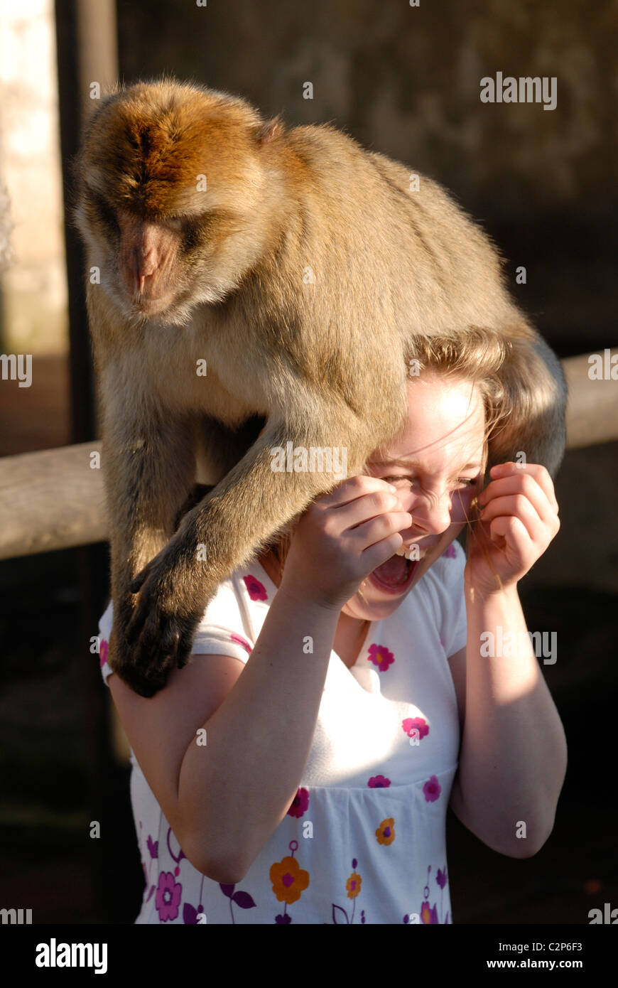 Monkey laughing hi-res stock photography and images - Alamy