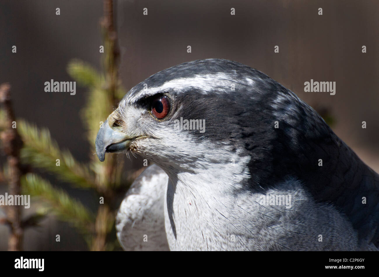 Northern goshawk canada hi-res stock photography and images - Alamy
