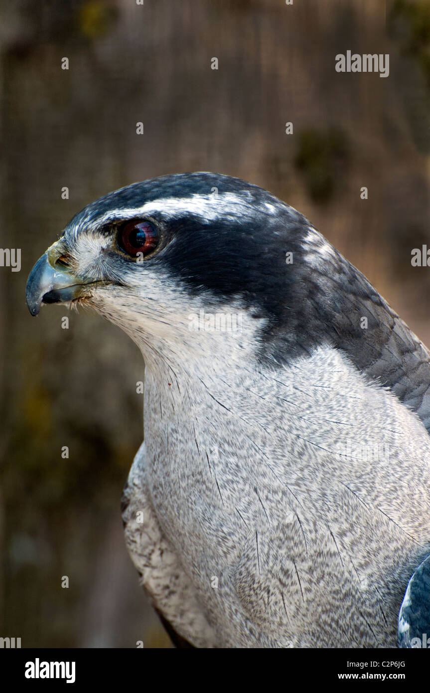 Northern Goshawk Canada High Resolution Stock Photography and Images ...