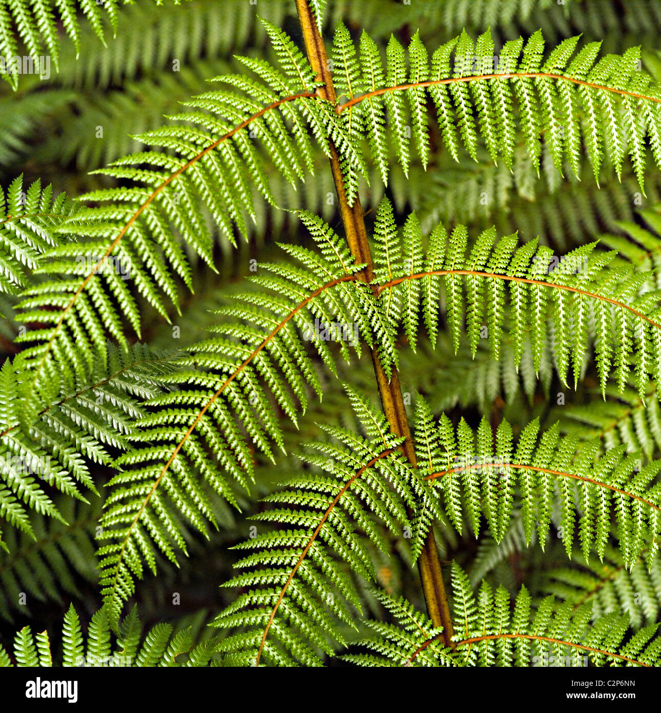 New zealand iconic symbol hi-res stock photography and images - Alamy