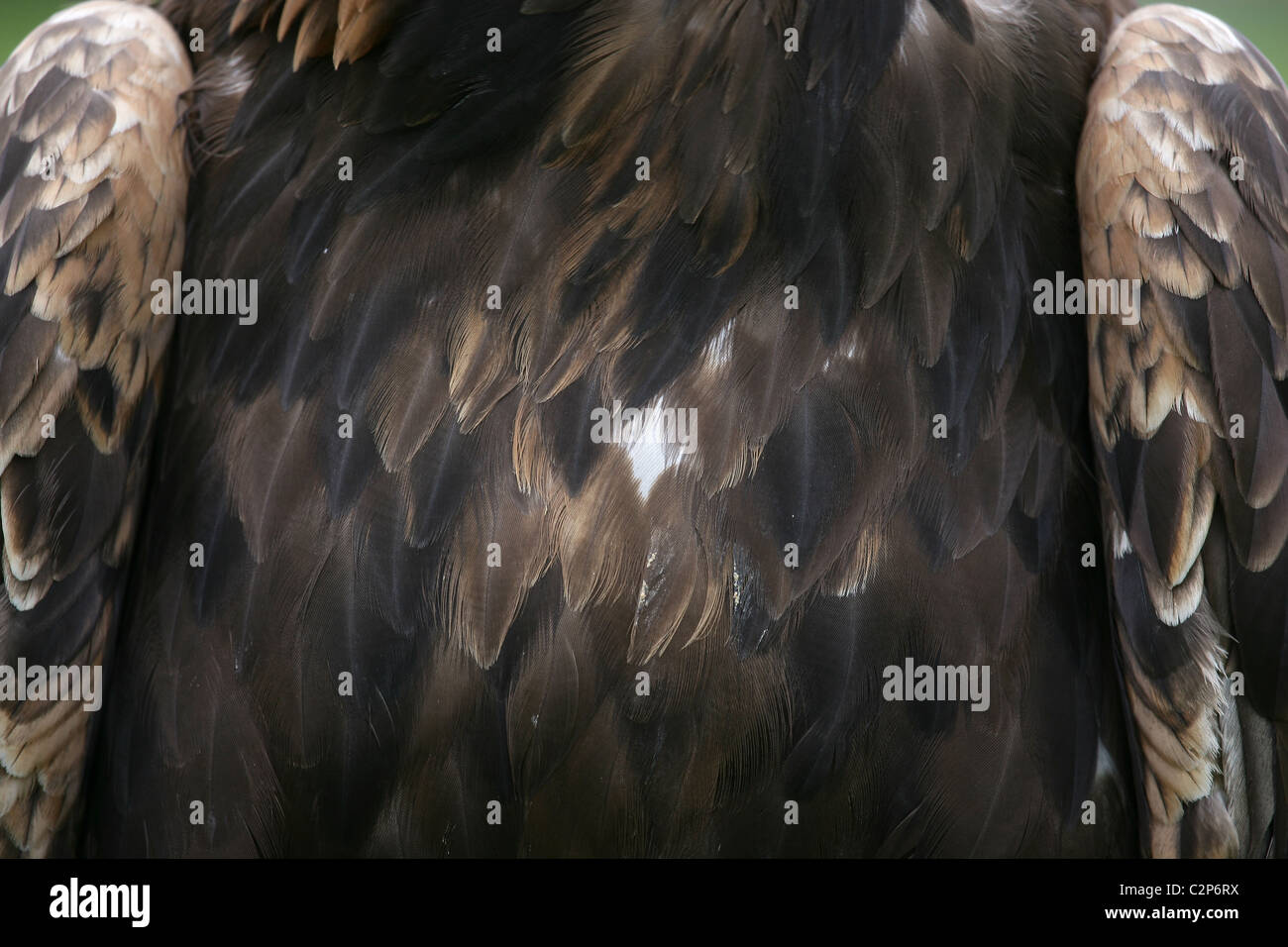 Close-up of Scottish [Golden Eagle] [Aquila chrysaetos] showing mainly ...