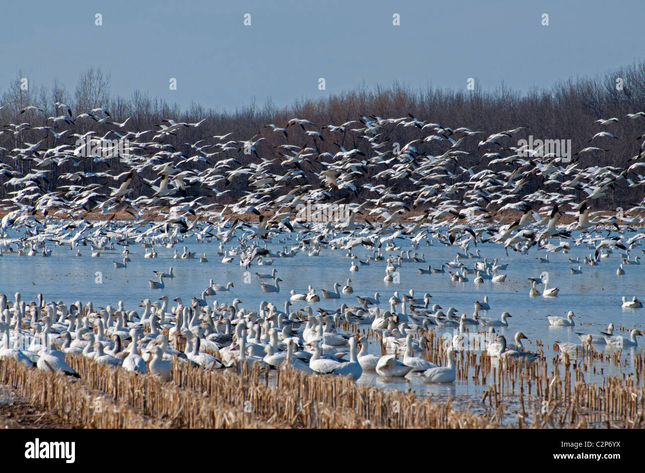 Thousands of Snow Geese rising off the waters in their annual spring ...