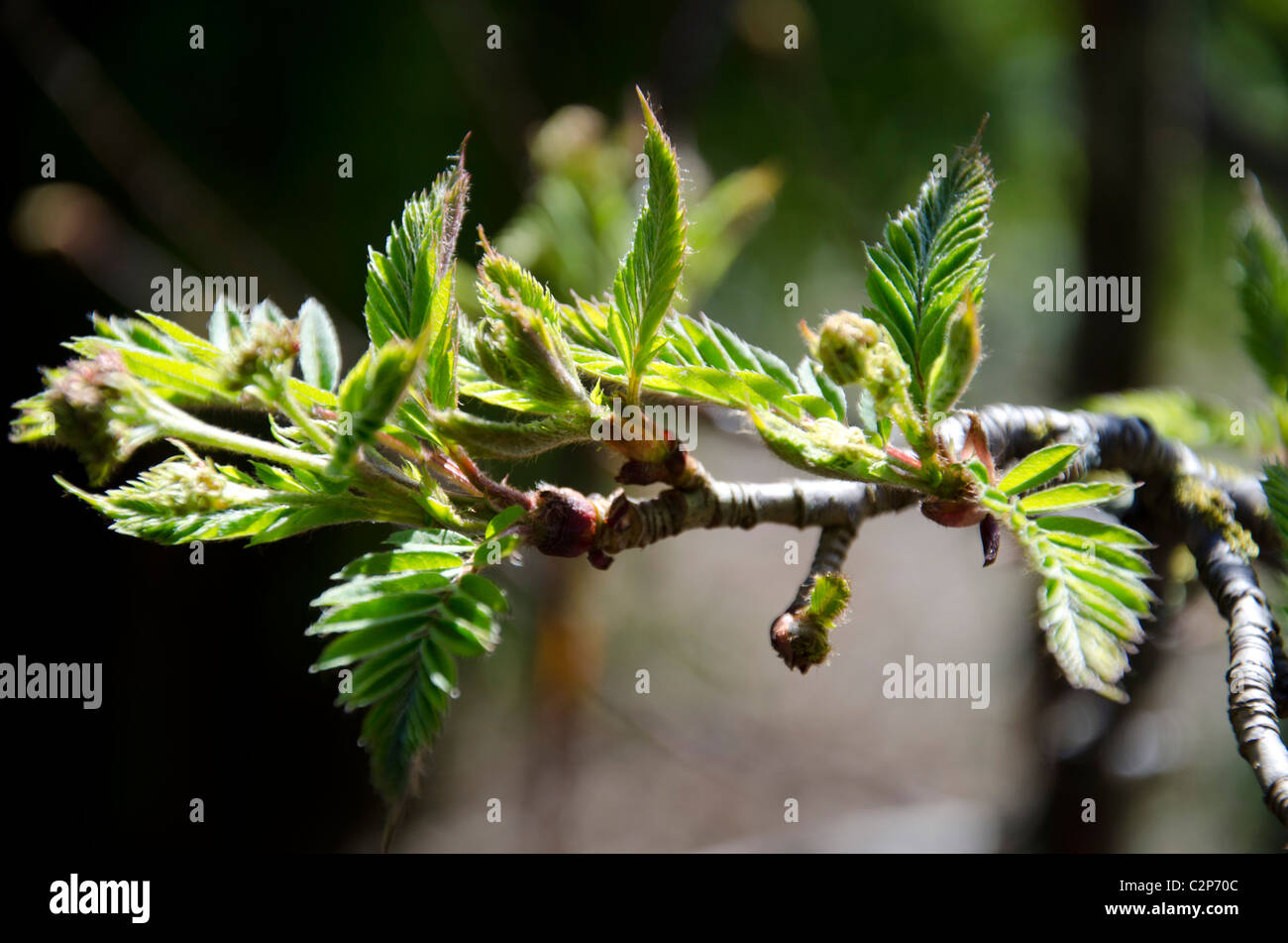 New leaves appearing on a tree in the centre of Edinburgh, Scotland ...