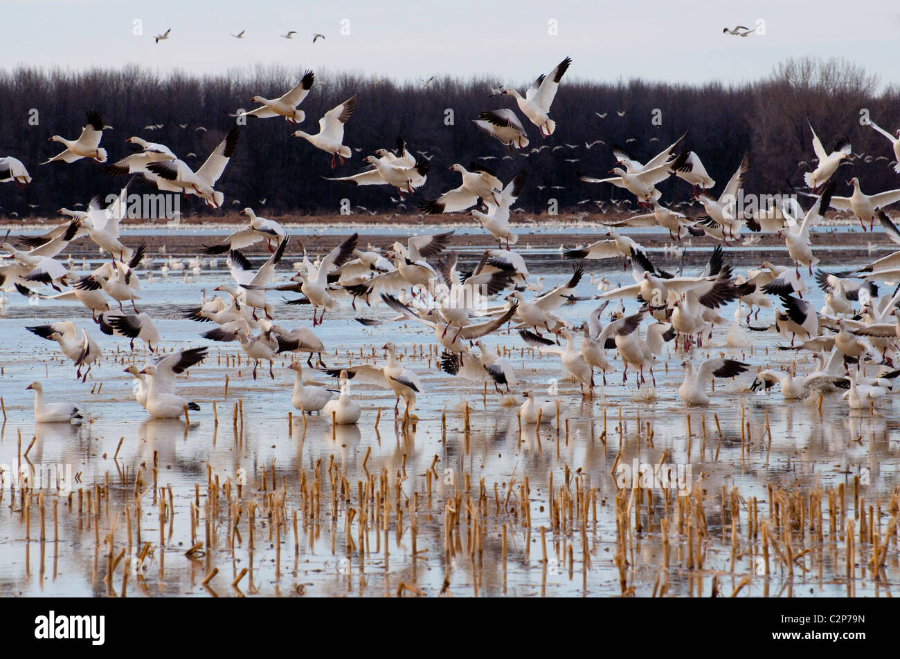 Snow Geese rising off the waters in their annual spring migration Stock ...