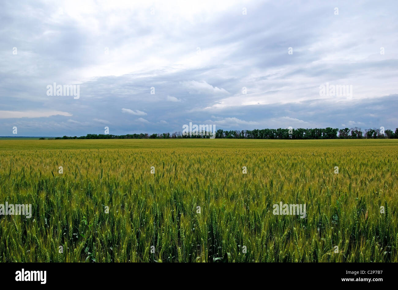 Tungsten summer field of green rye. Dramatic sky Stock Photo - Alamy