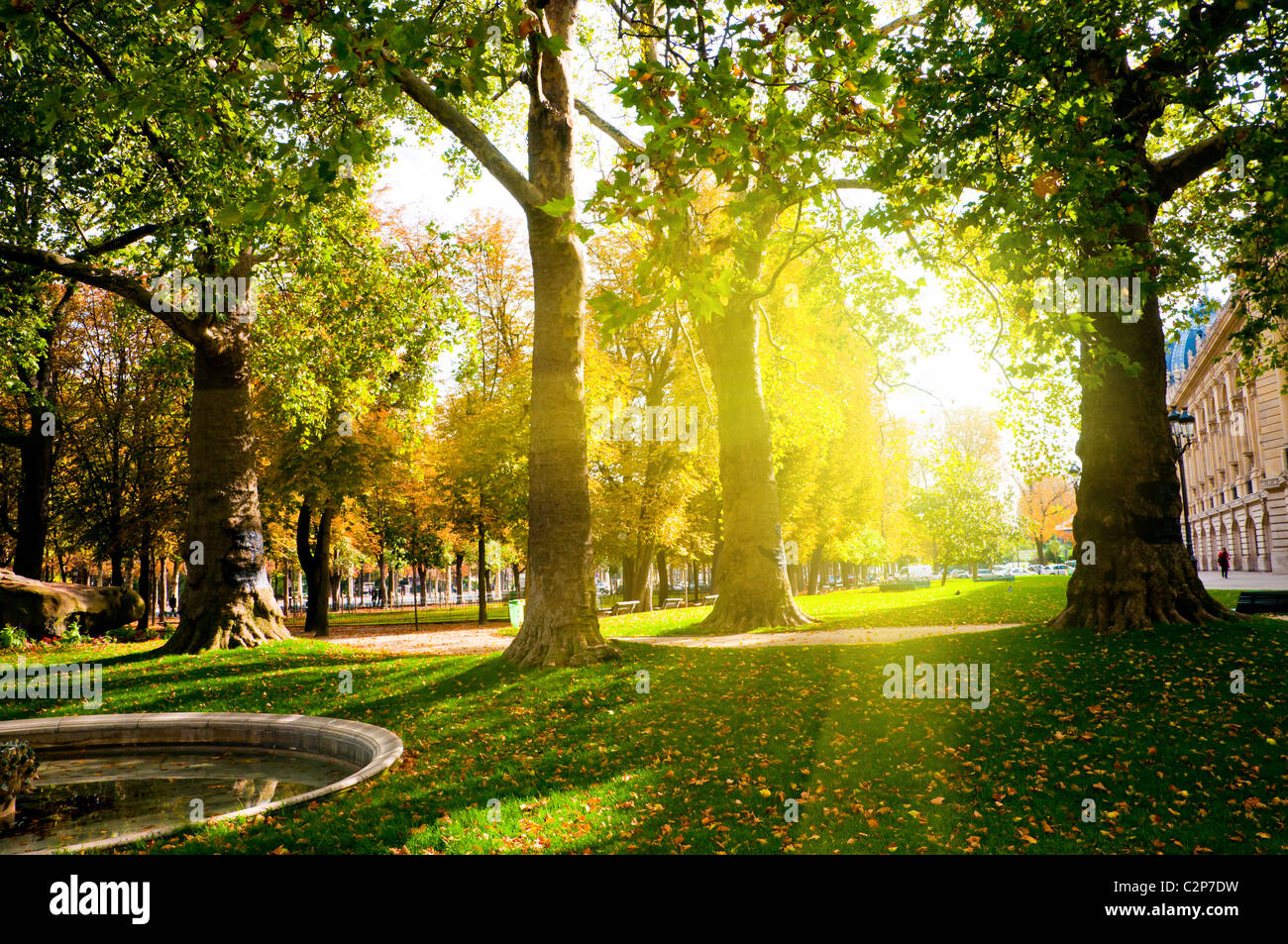 Low setting sun in green park casting long shadows Stock Photo - Alamy