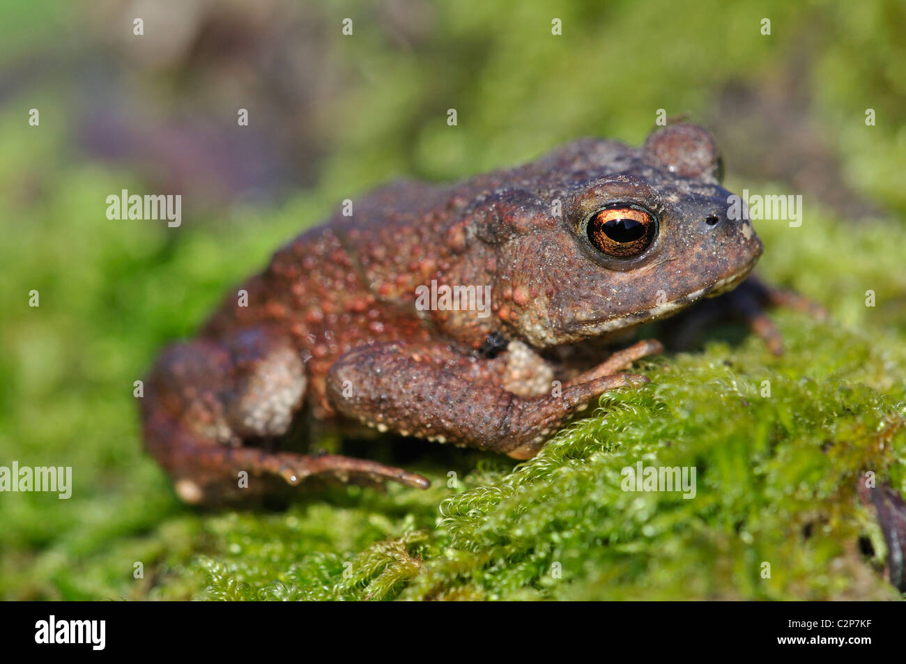 Toad on moss hi-res stock photography and images - Alamy