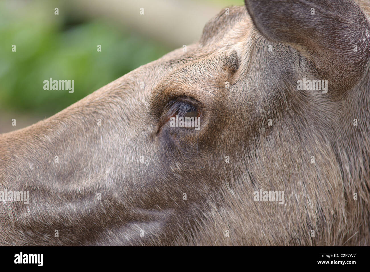 Close-up of Moose Stock Photo - Alamy