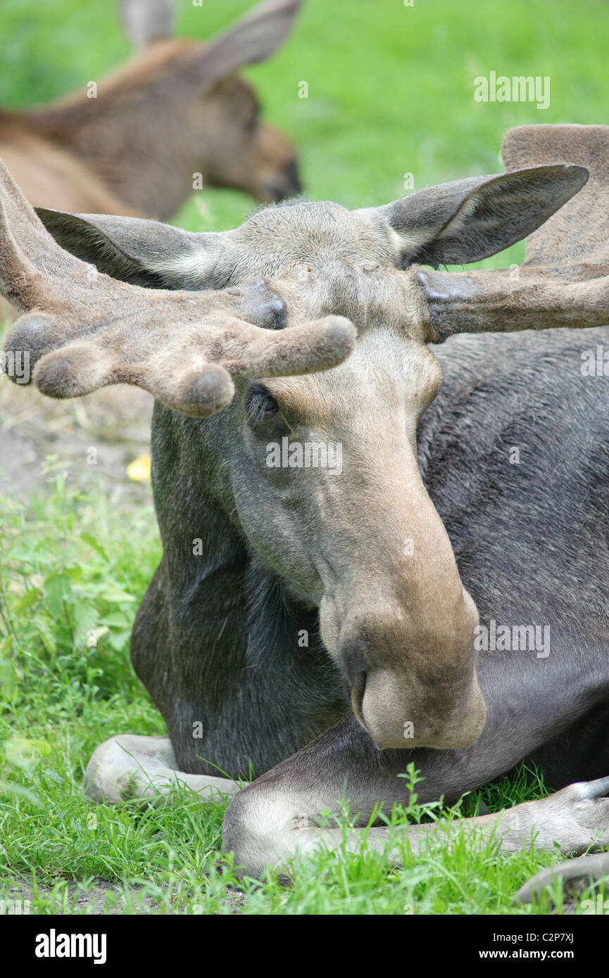 Moose lying down hi-res stock photography and images - Alamy