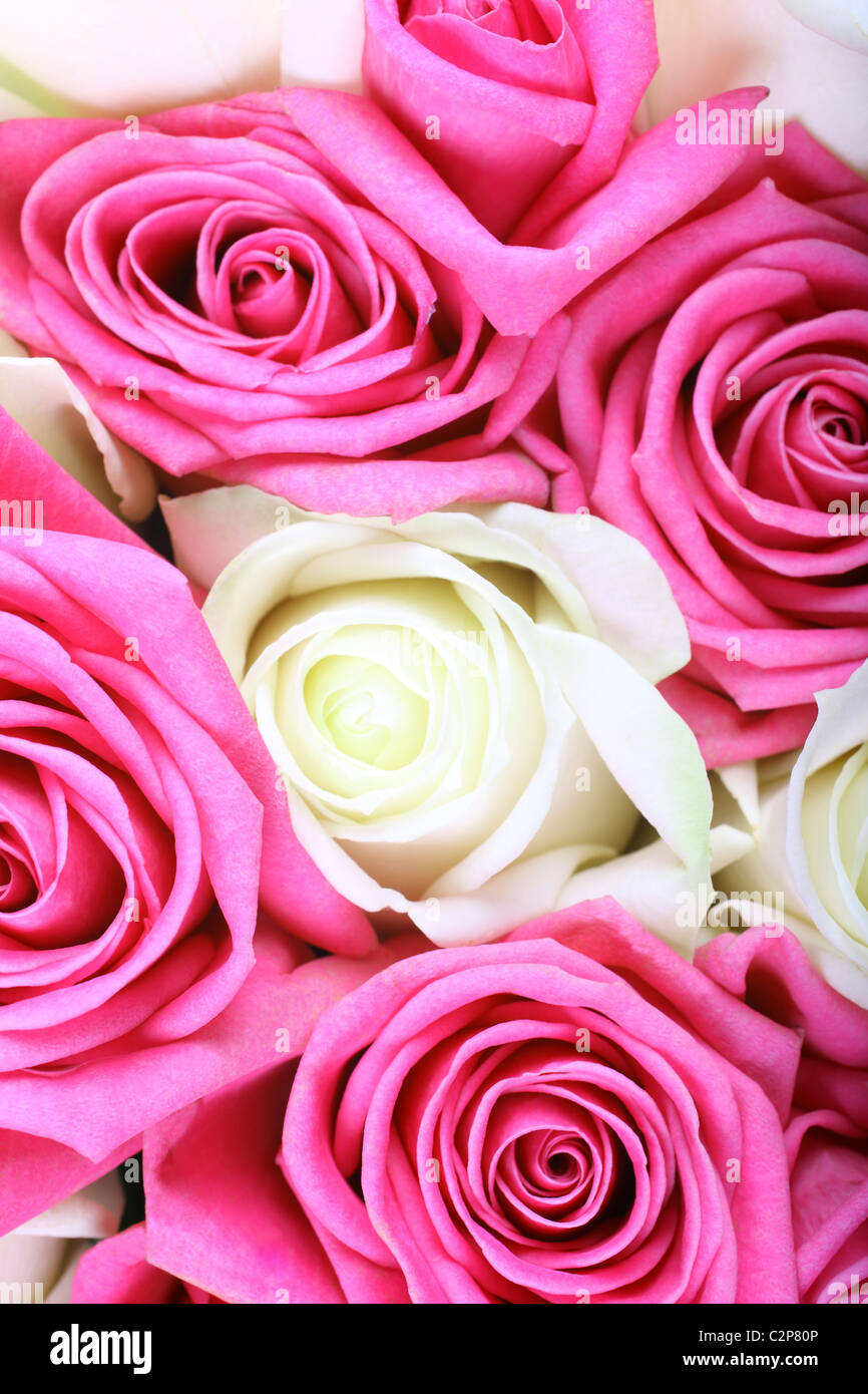 Pink and white roses as textured background or backdrop Stock Photo - Alamy