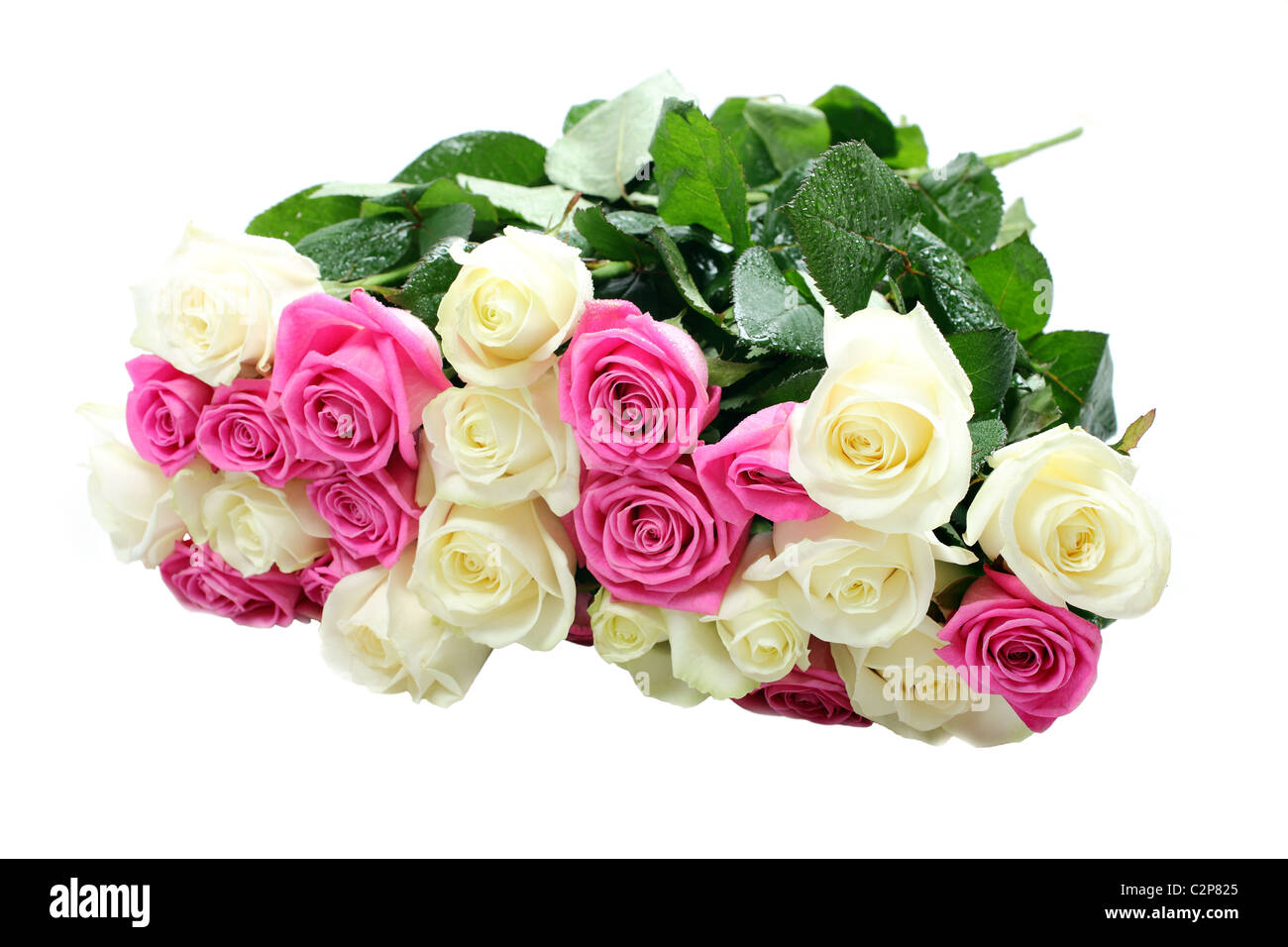 White and pink roses with water drops isolated on white background ...