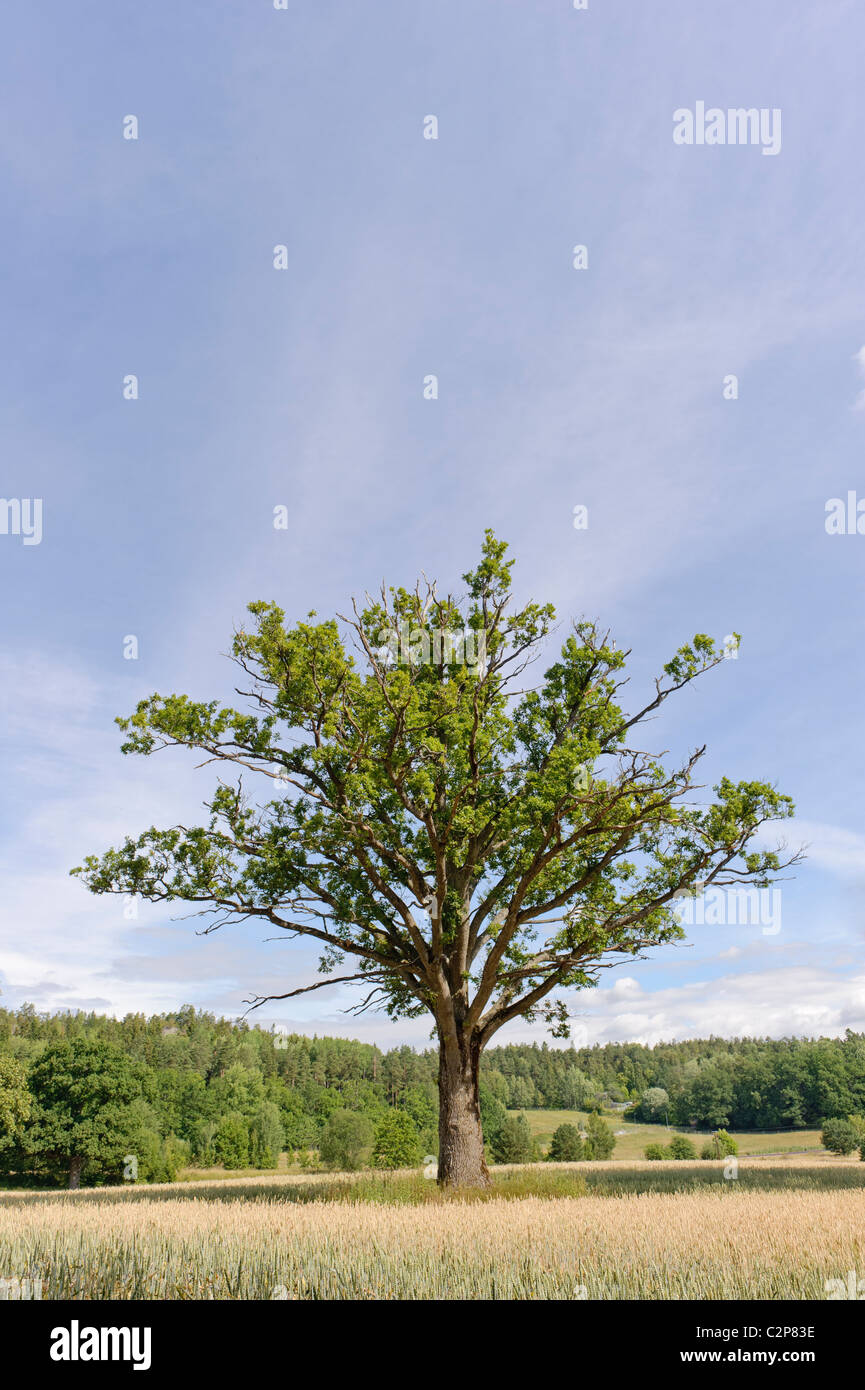 Wheat field oak tree hi-res stock photography and images - Alamy