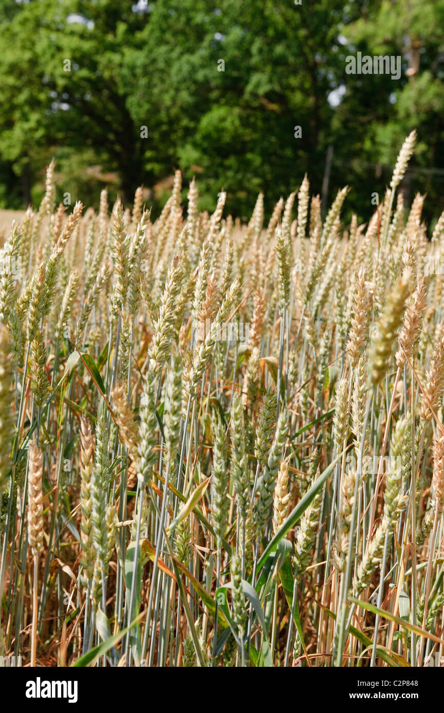 Wheat field, Sweden Stock Photo - Alamy