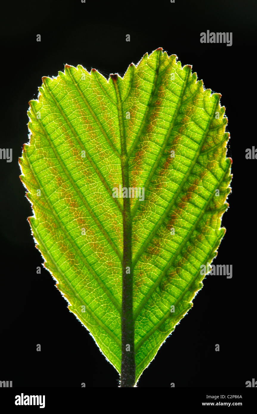 A single Alder (Alnus Glutinosa) leaf in portrait format back lit UK ...