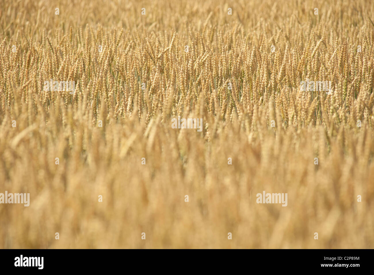 Wheat field, Sweden Stock Photo - Alamy