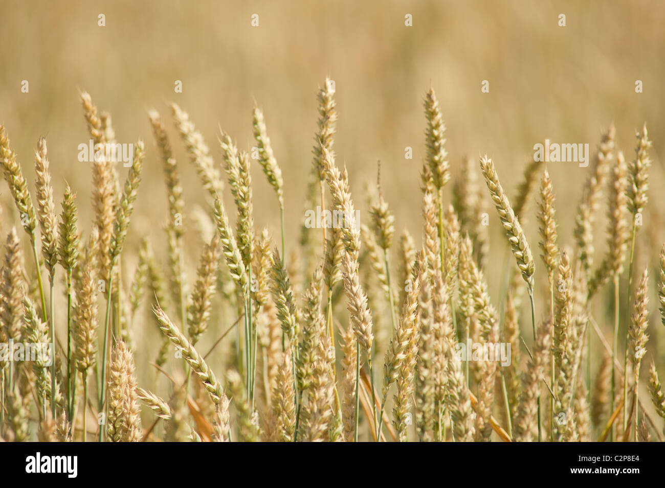 Wheat field, Sweden Stock Photo - Alamy