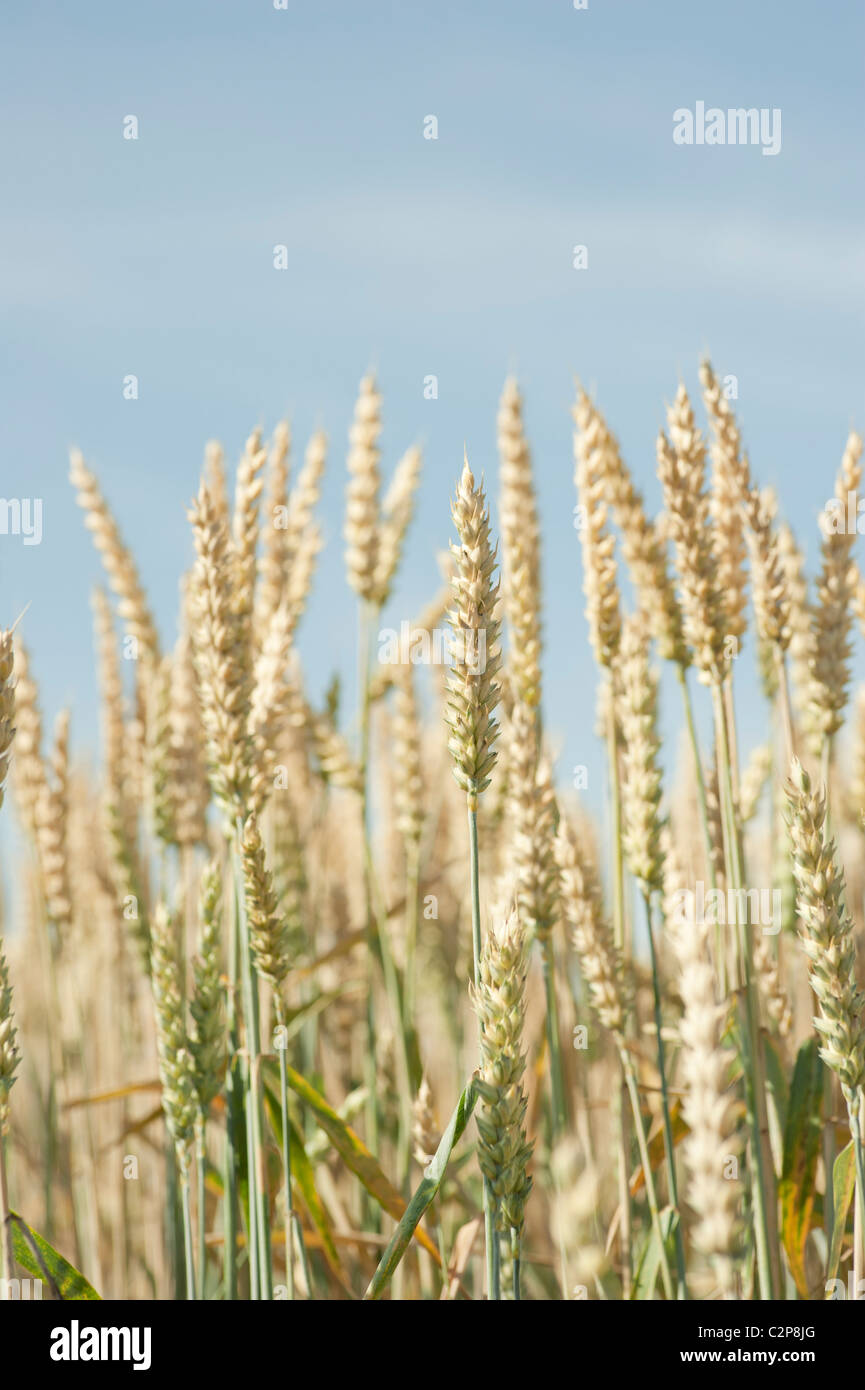 Wheat in sweden hi-res stock photography and images - Alamy
