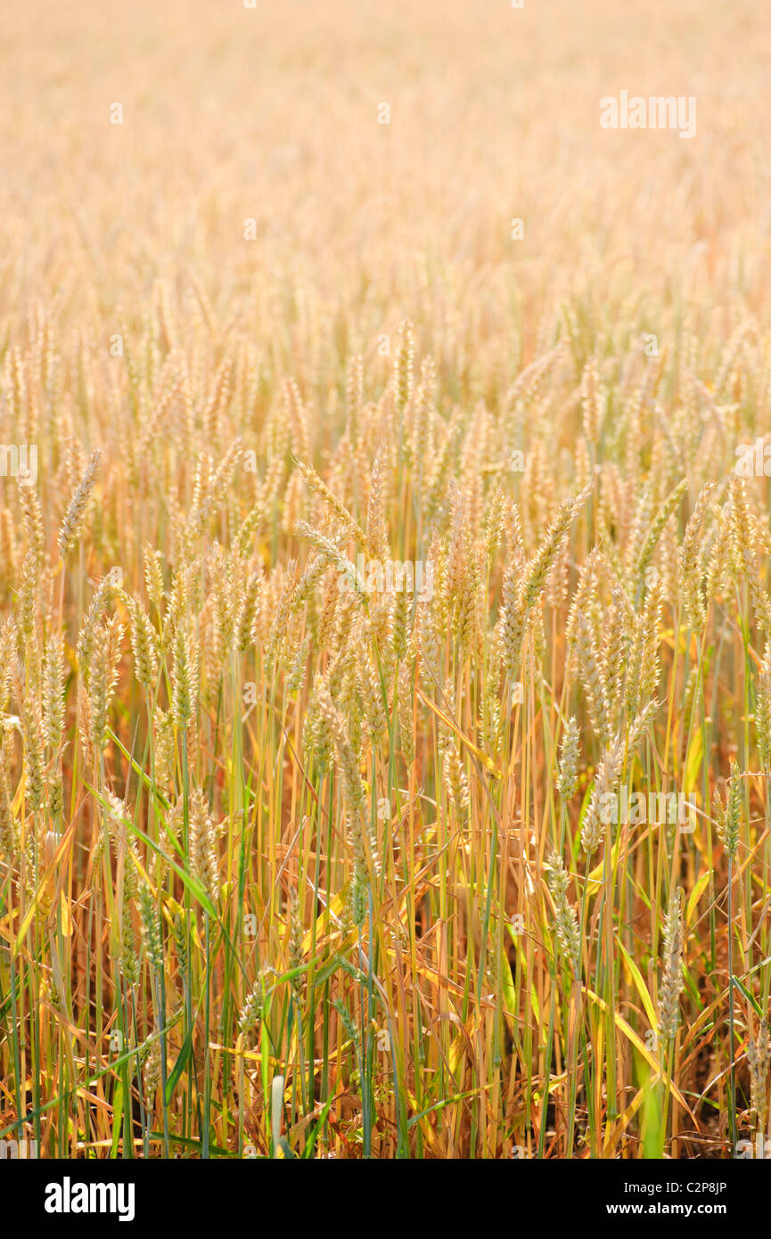 Wheat field, Sweden Stock Photo - Alamy