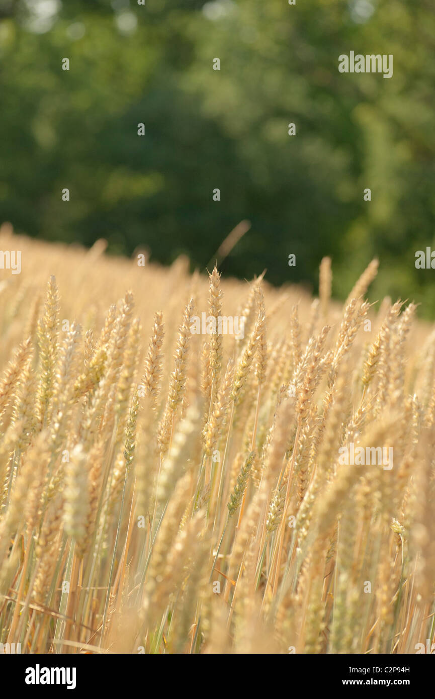 Wheat field, Sweden Stock Photo - Alamy
