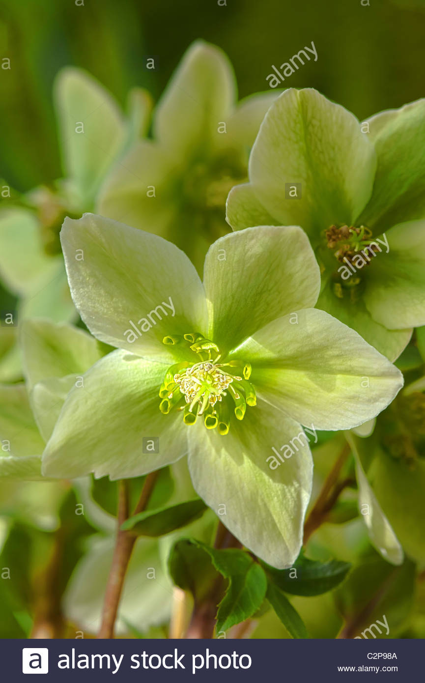 Ivory Stock Photos & Ivory Stock Images - Alamy