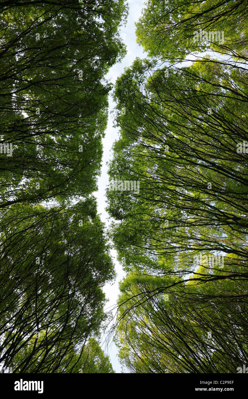 Spring canopy hi-res stock photography and images - Alamy