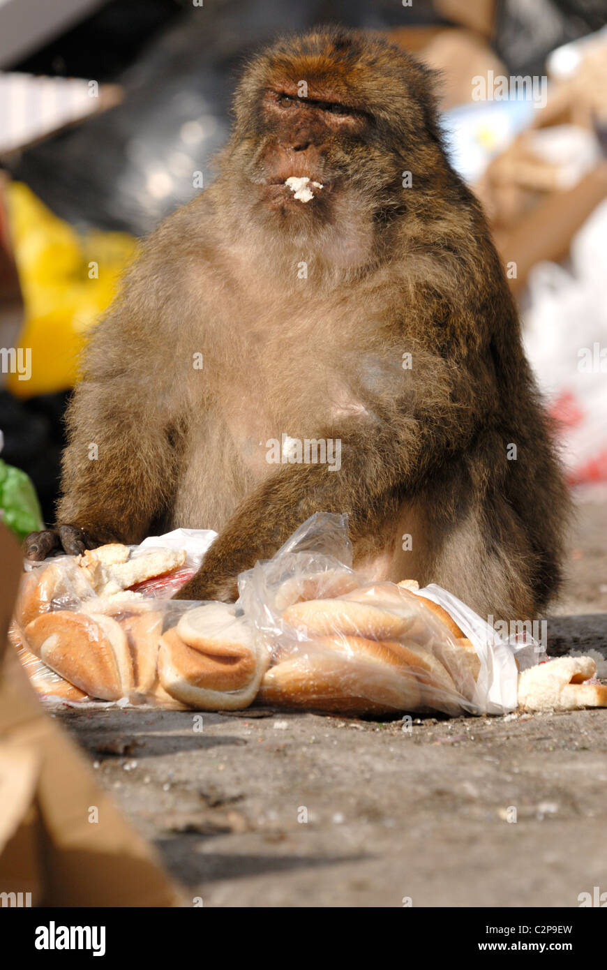 Monkey eating on rock hi-res stock photography and images - Alamy