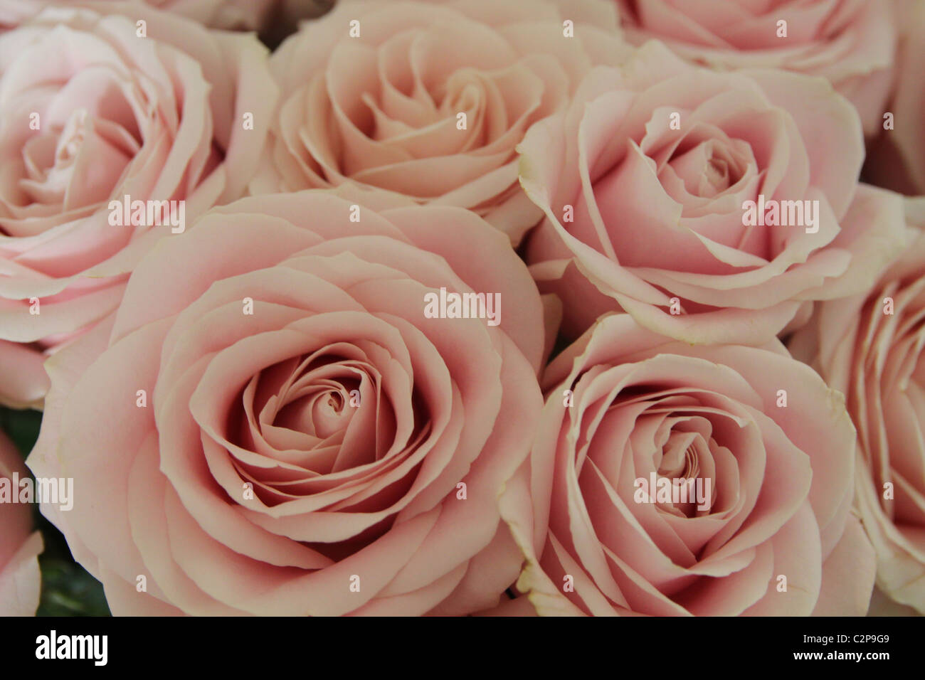 Beautiful romantic pink roses Stock Photo - Alamy