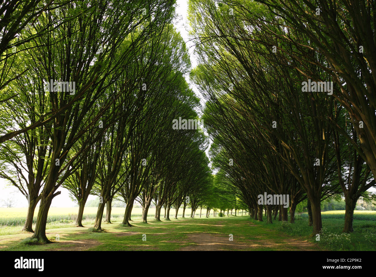 Avenue of Hornbeam trees in spring, England, UK Stock Photo - Alamy