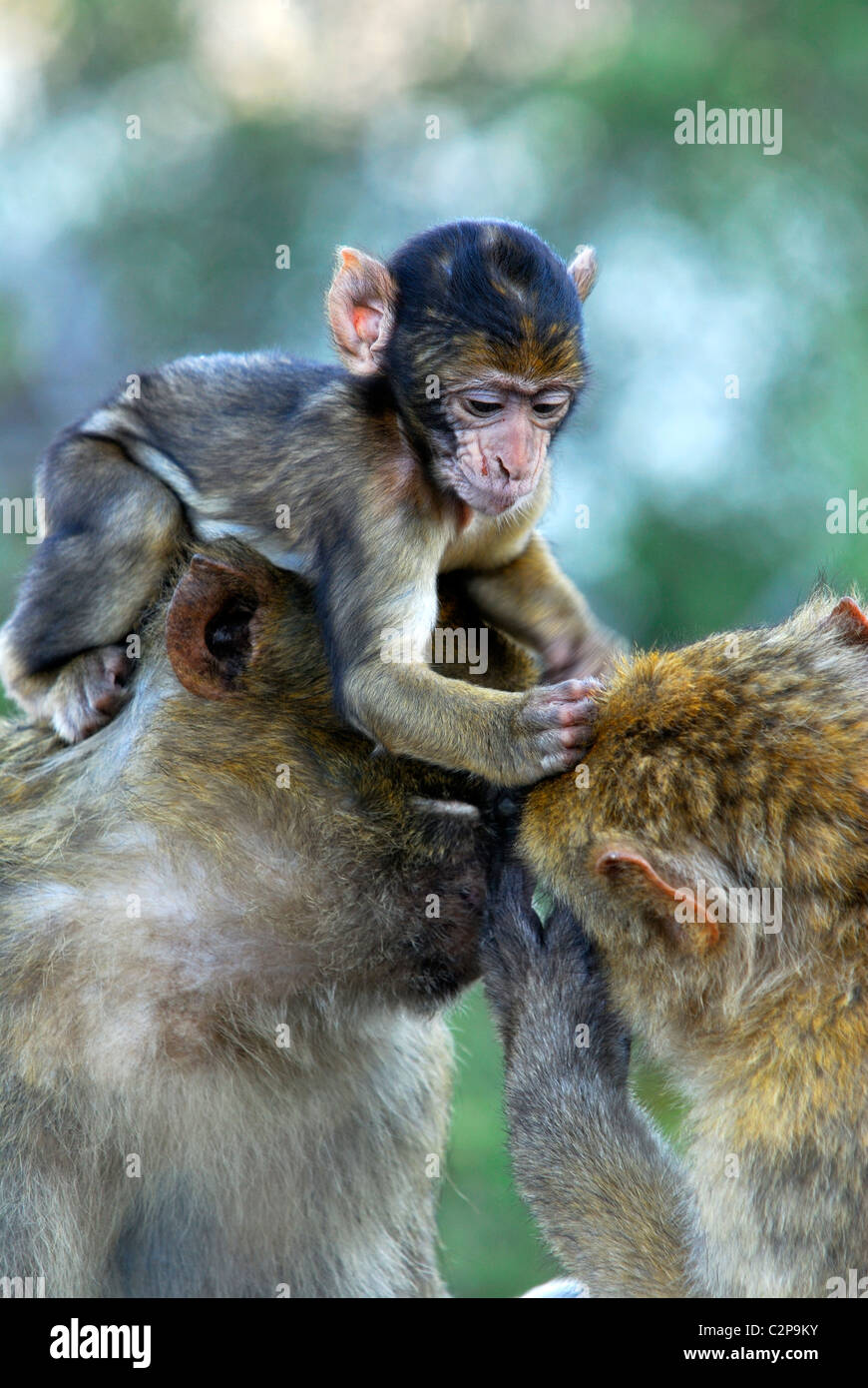 Baby Barbary Macaque sitting on it's mothers head preening another ...