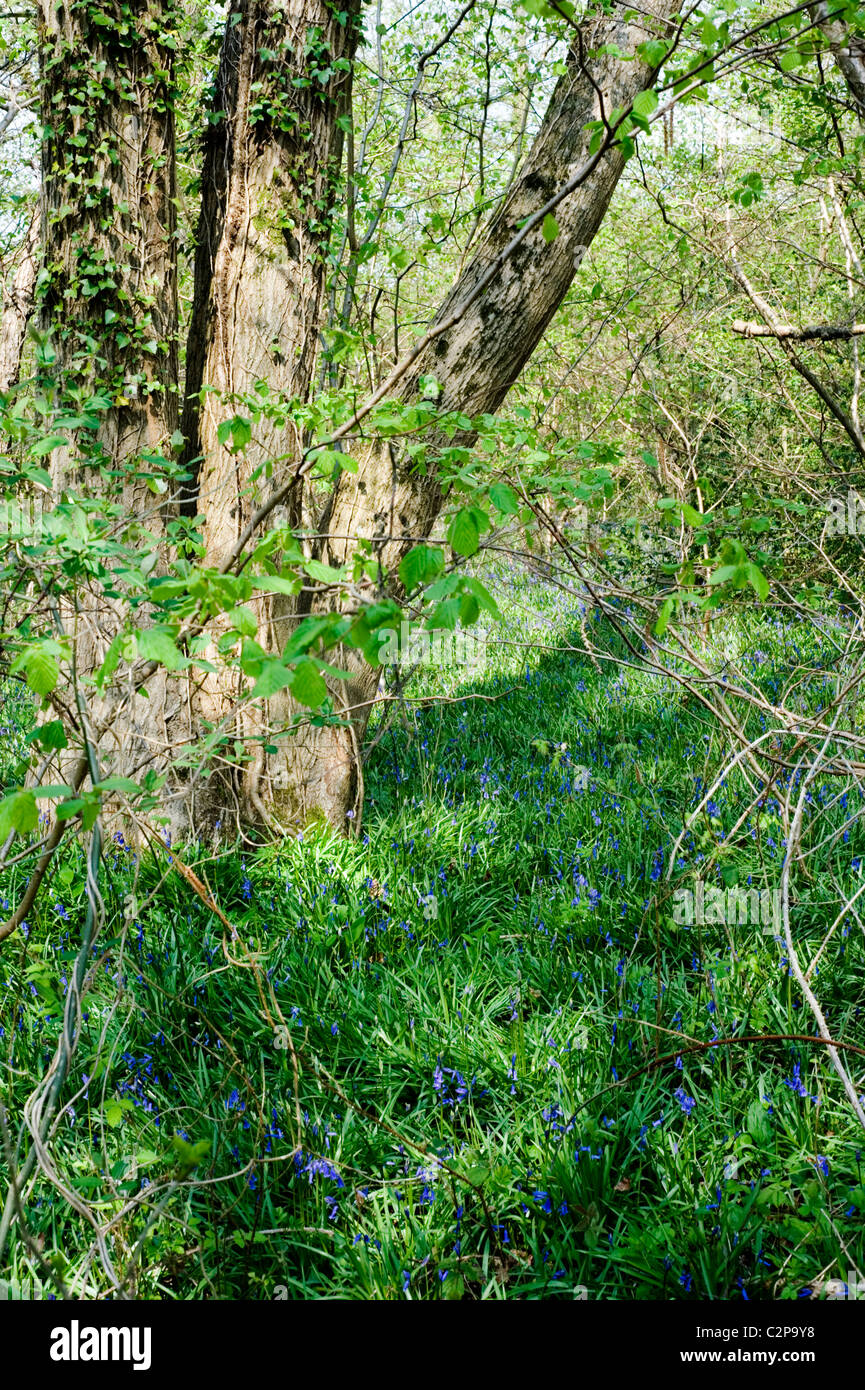 The forest of bere hi-res stock photography and images - Alamy
